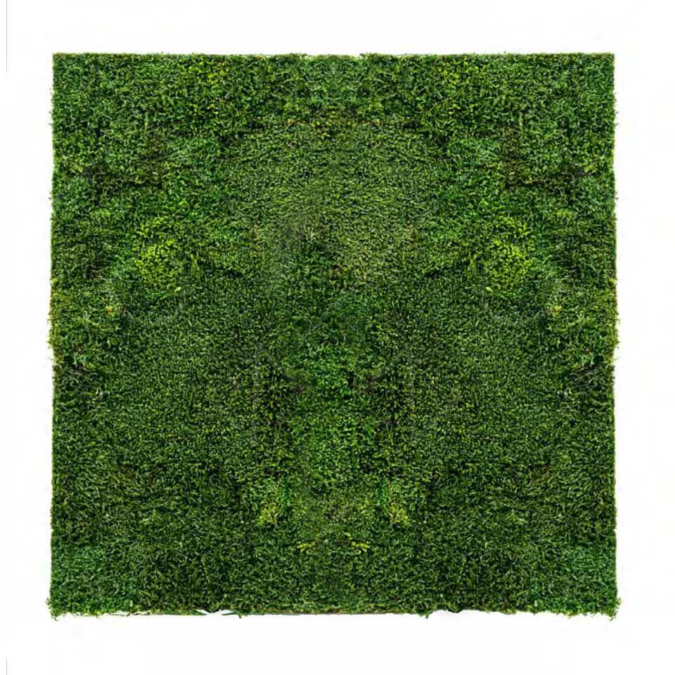 Parete muschio piano stabilizzato | Il Giardino Verticale | interior design