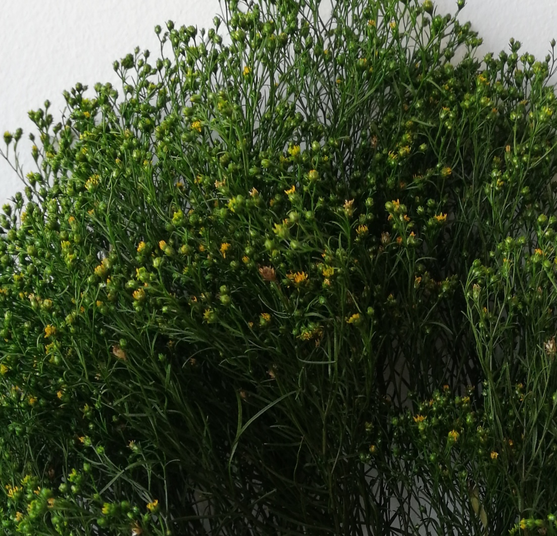 Broom fleuri stabilizzato | Il Giardino Verticale | Pianta con fiori gialli