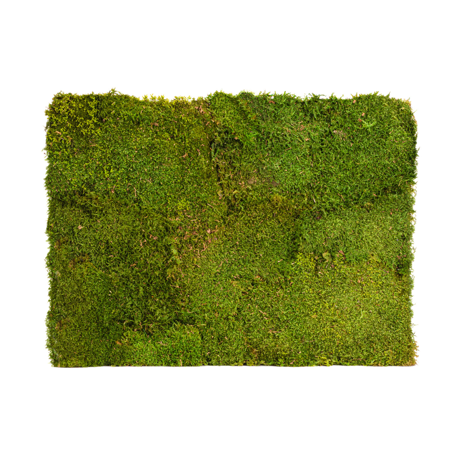 Preserved Flat Moss Wall | Edenaria | Vertical Walls