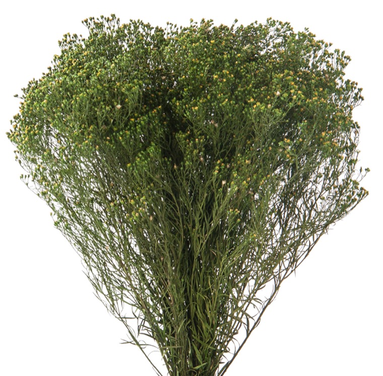 Broom fleuri stabilizzato | Il Giardino Verticale | Pianta con fiori gialli