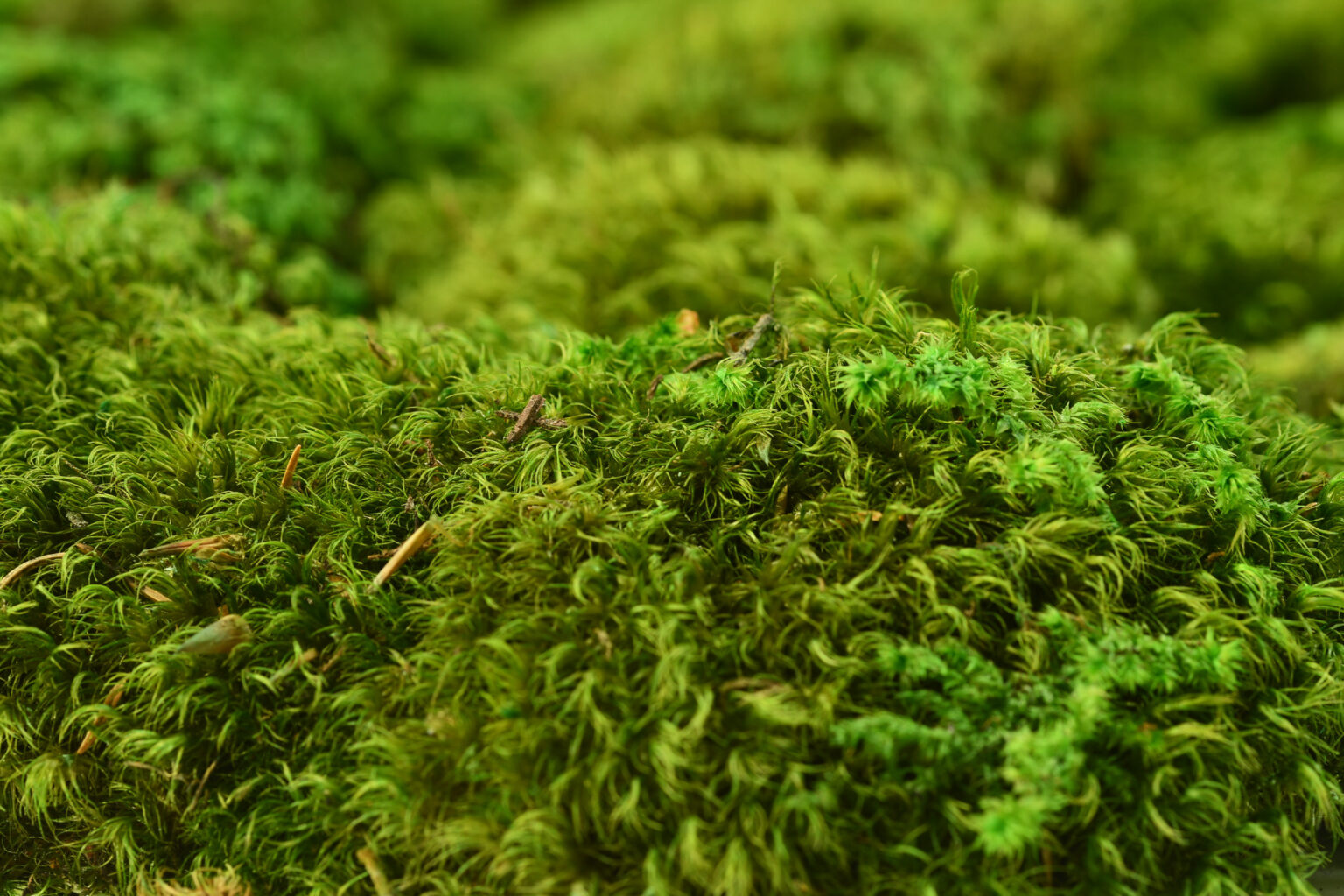 Preserved Hair Moss 200 gr | Edenaria | Bulk green