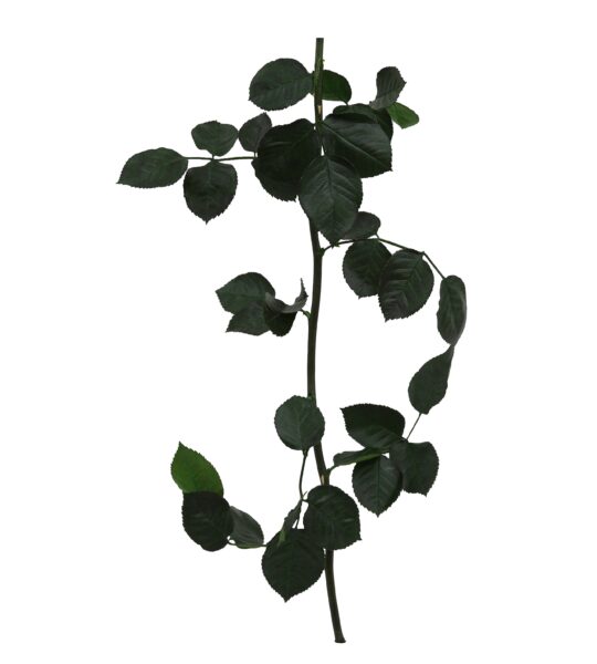 Steli di rosa stabilizzati | Edenaria | Fiori e Rose