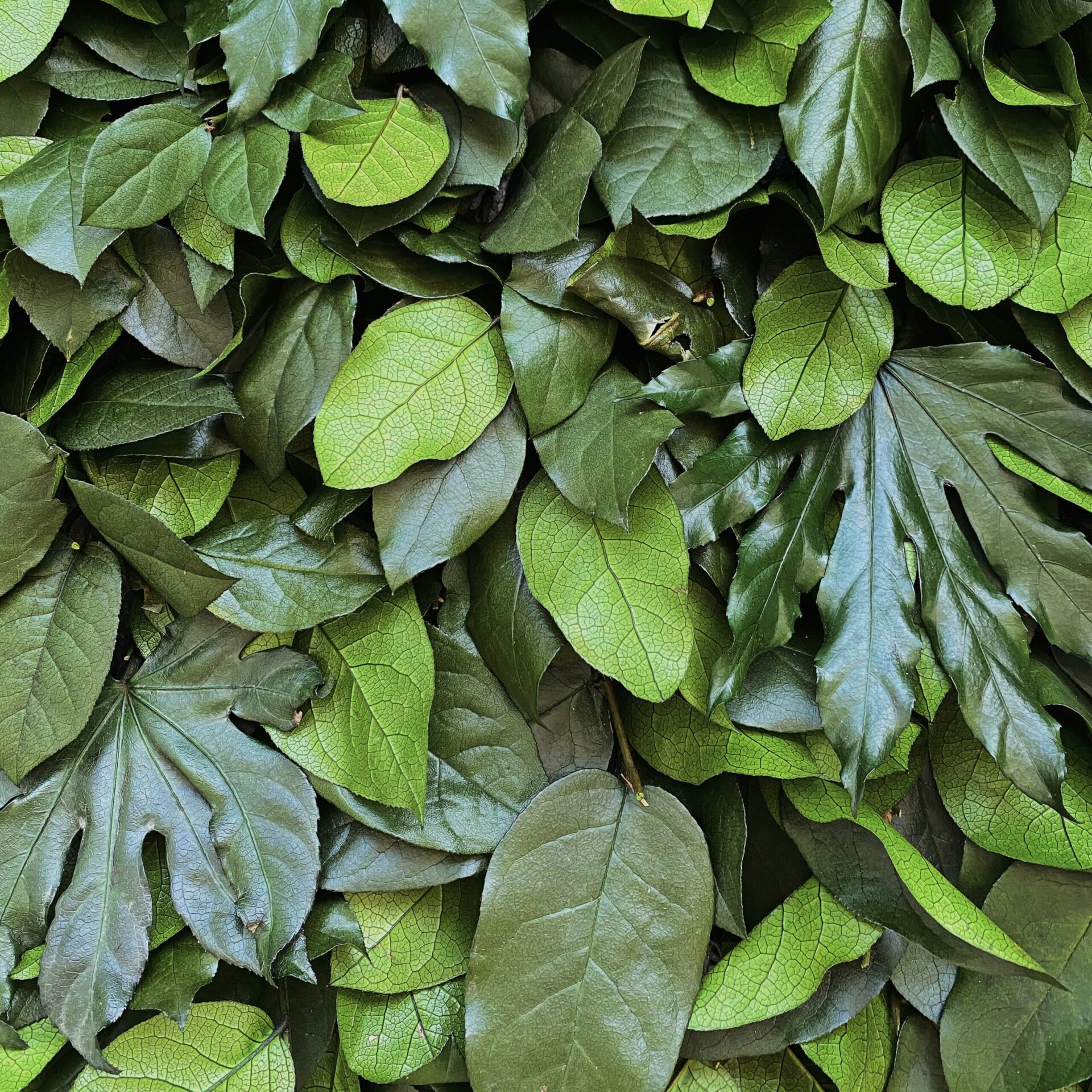 Preserved Forest Wall | Edenaria | Vertical Walls
